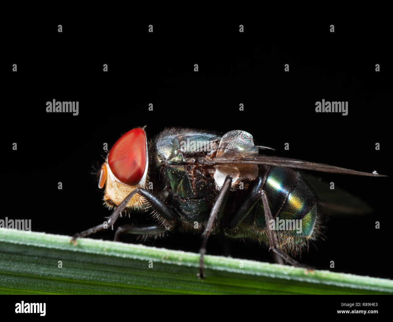 Macro Photography of Blowfly on Green Leaf Isolated on Black Background ...