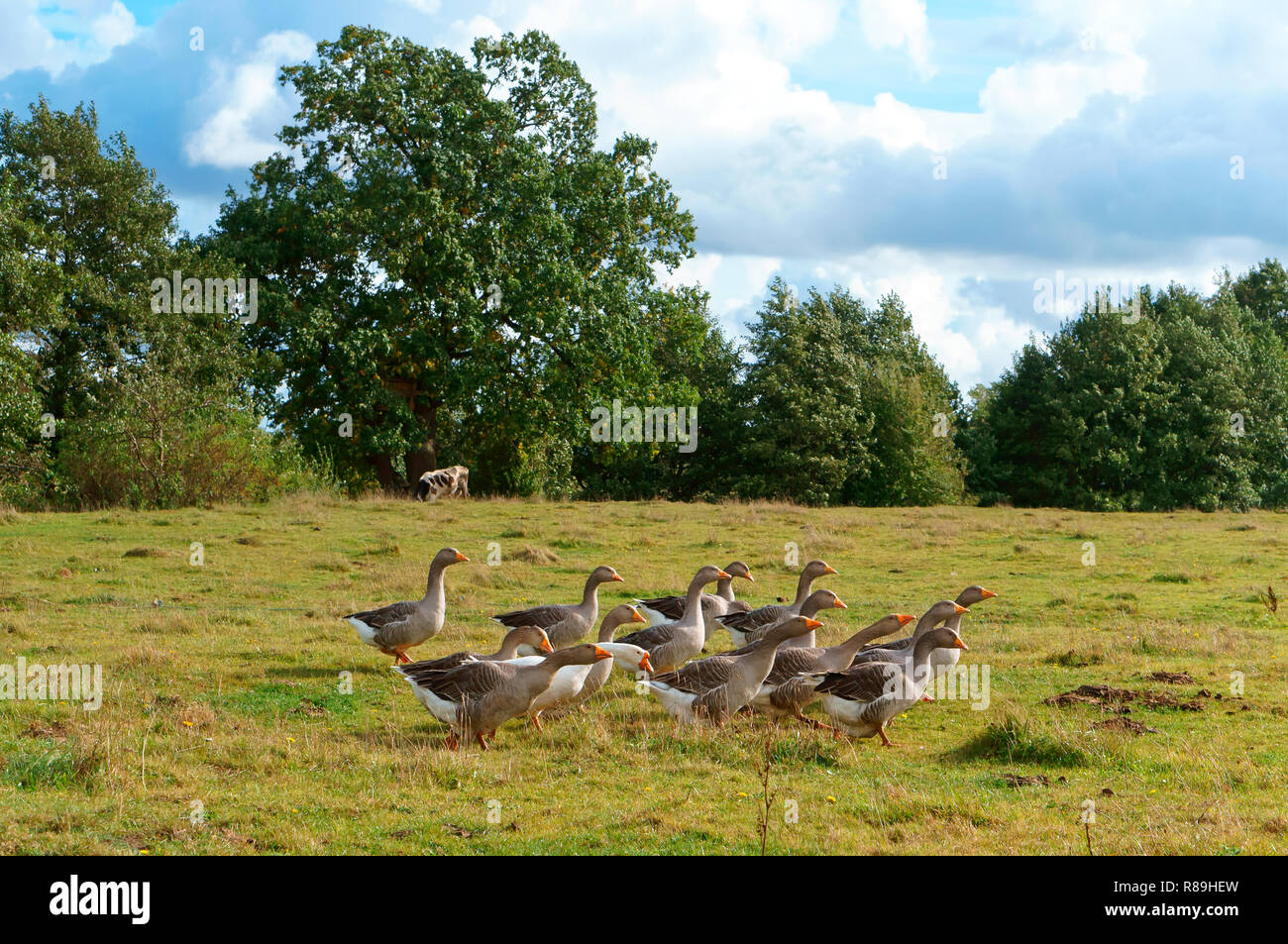 Family flock of geese hi-res stock photography and images - Alamy