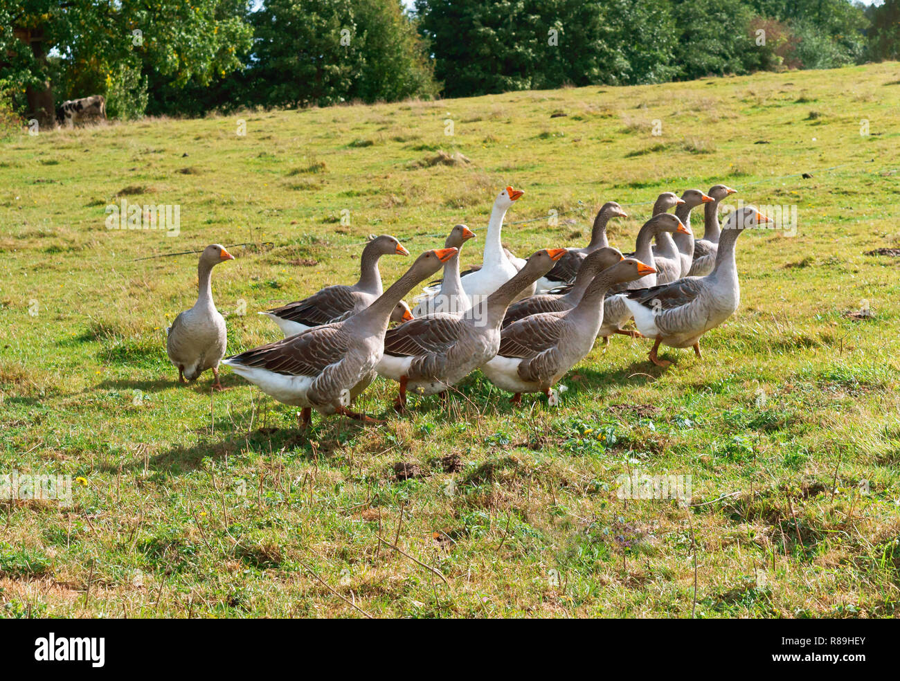 gray domestic geese, a flock of large geese Stock Photo - Alamy