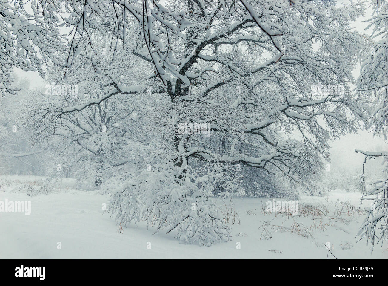 Branchy tree hi-res stock photography and images - Alamy