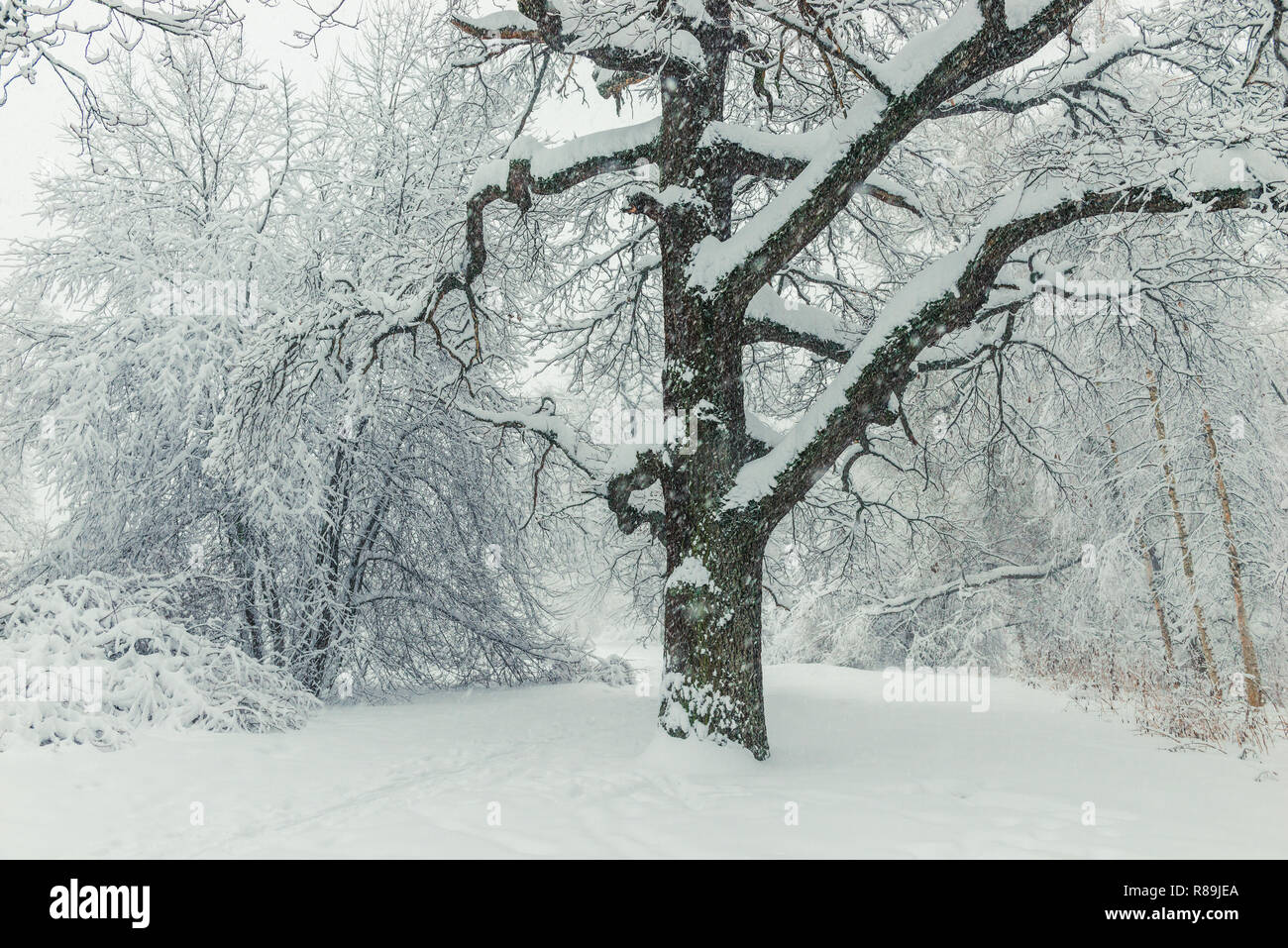 Branchy tree hi-res stock photography and images - Alamy