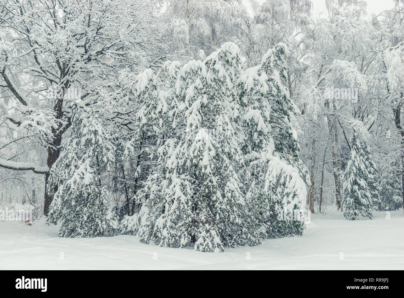 Beautiful winter forest after heavy snowfall, horizontal landscape ...