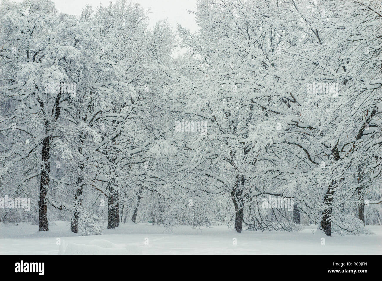 Park after snowfall hi-res stock photography and images - Alamy
