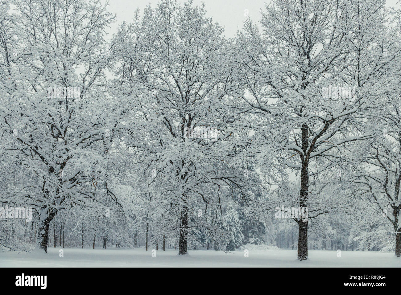 Beautiful winter view trees stand hi-res stock photography and images ...