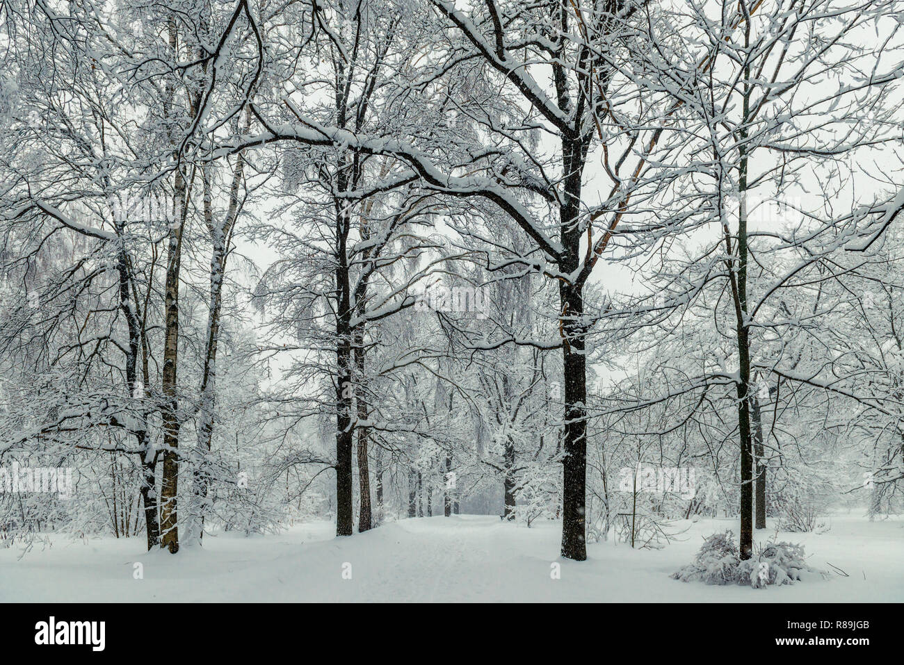 Tall trees winter scene seasonal view hi-res stock photography and ...