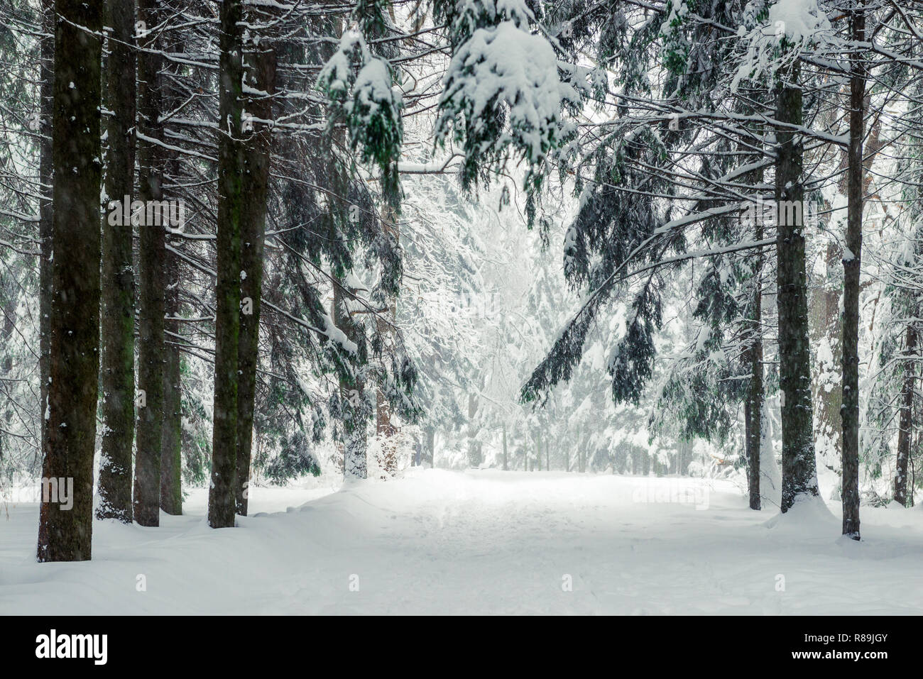 Pine forest in winter with lots of snow hi-res stock photography and ...