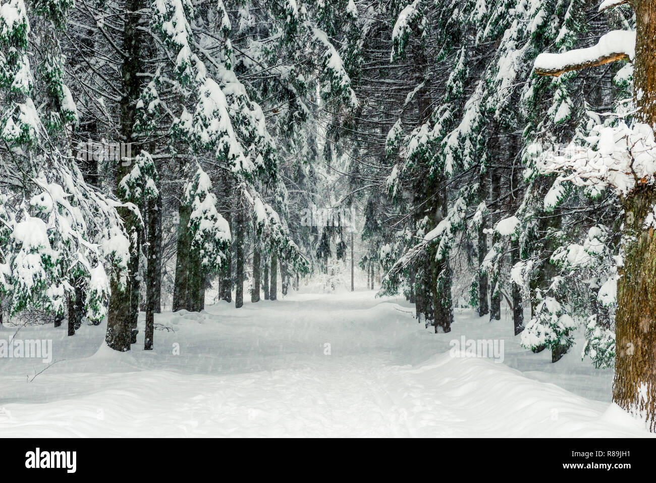 Forest road in the winter forest, beautiful landscape horizontal Stock ...
