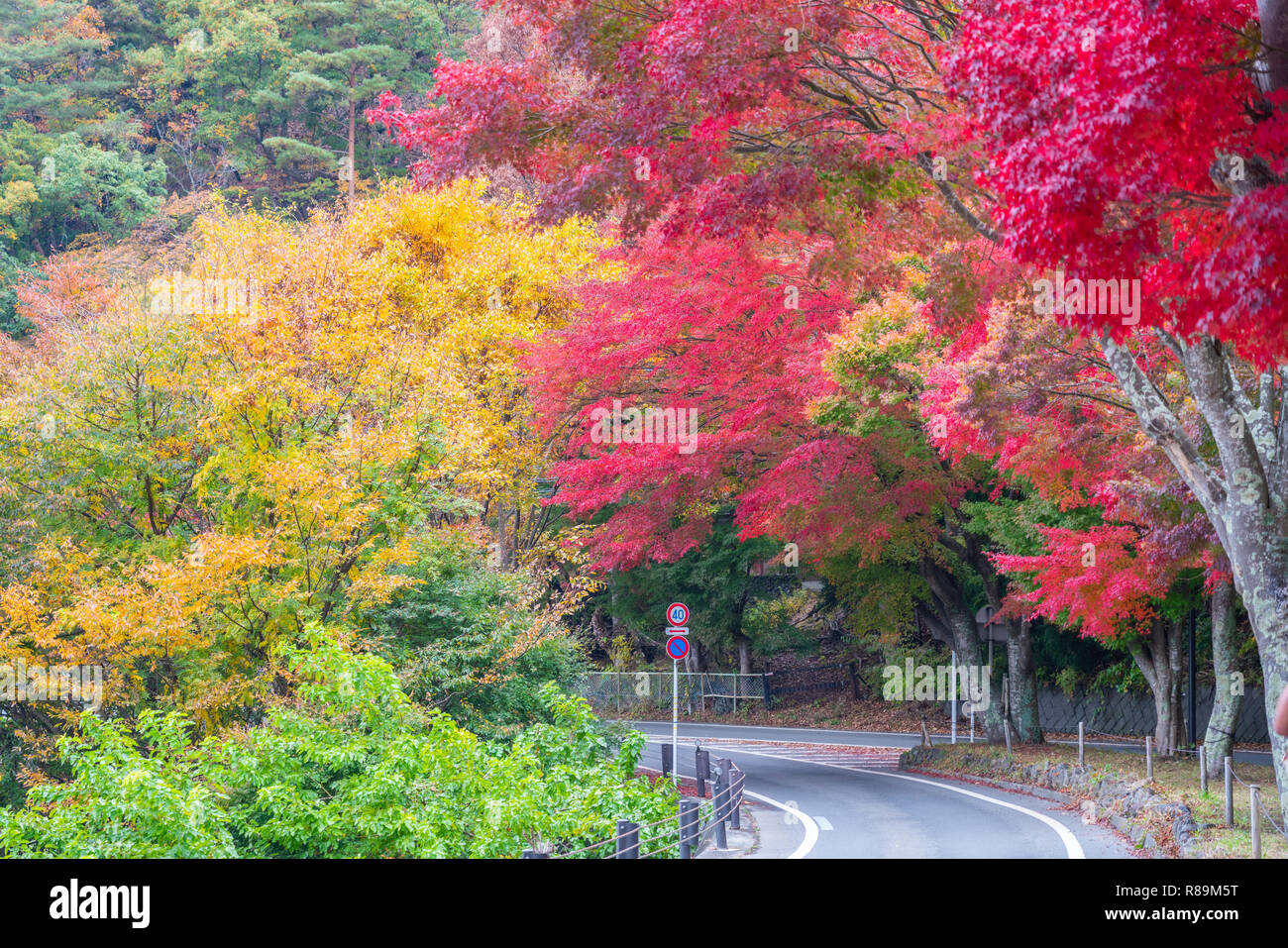 Country road with Beautiful autumn in Japan Stock Photo - Alamy