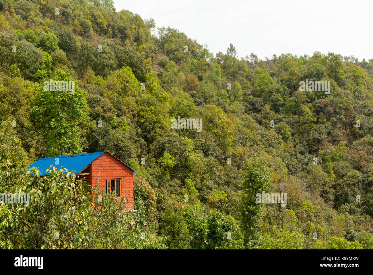 Forest tree house jungle hi-res stock photography and images - Alamy