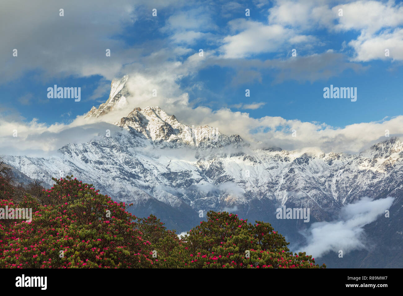 Majestic Fishtail, Machapuchare mountain peak and blooming Rhododendron ...
