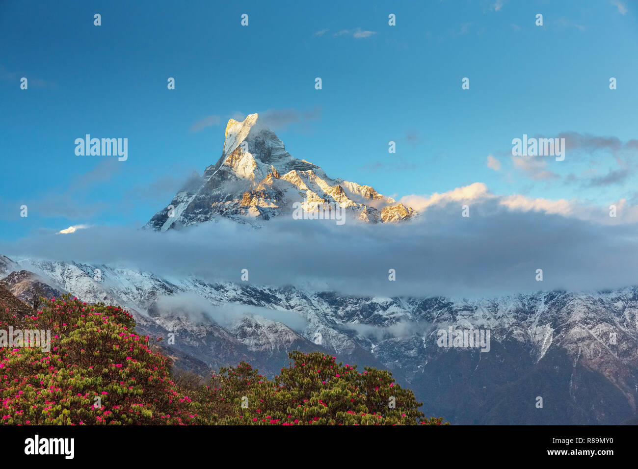 Majestic Fishtail, Machapuchare mountain peak and blooming Rhododendron ...