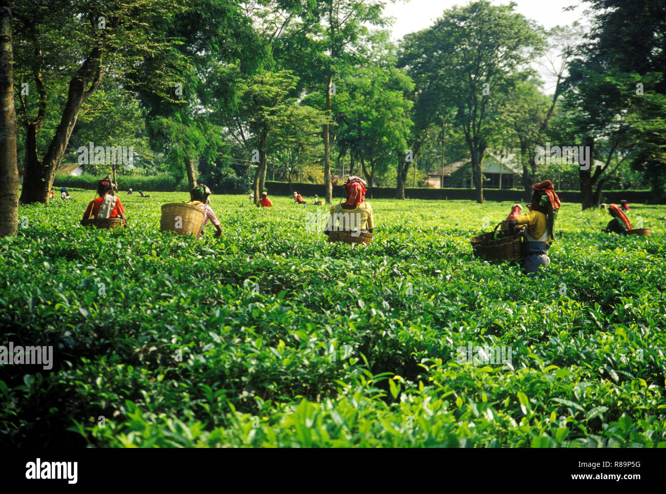 NGS-11506 : Tea Plantations at Assam , India Stock Photo - Alamy