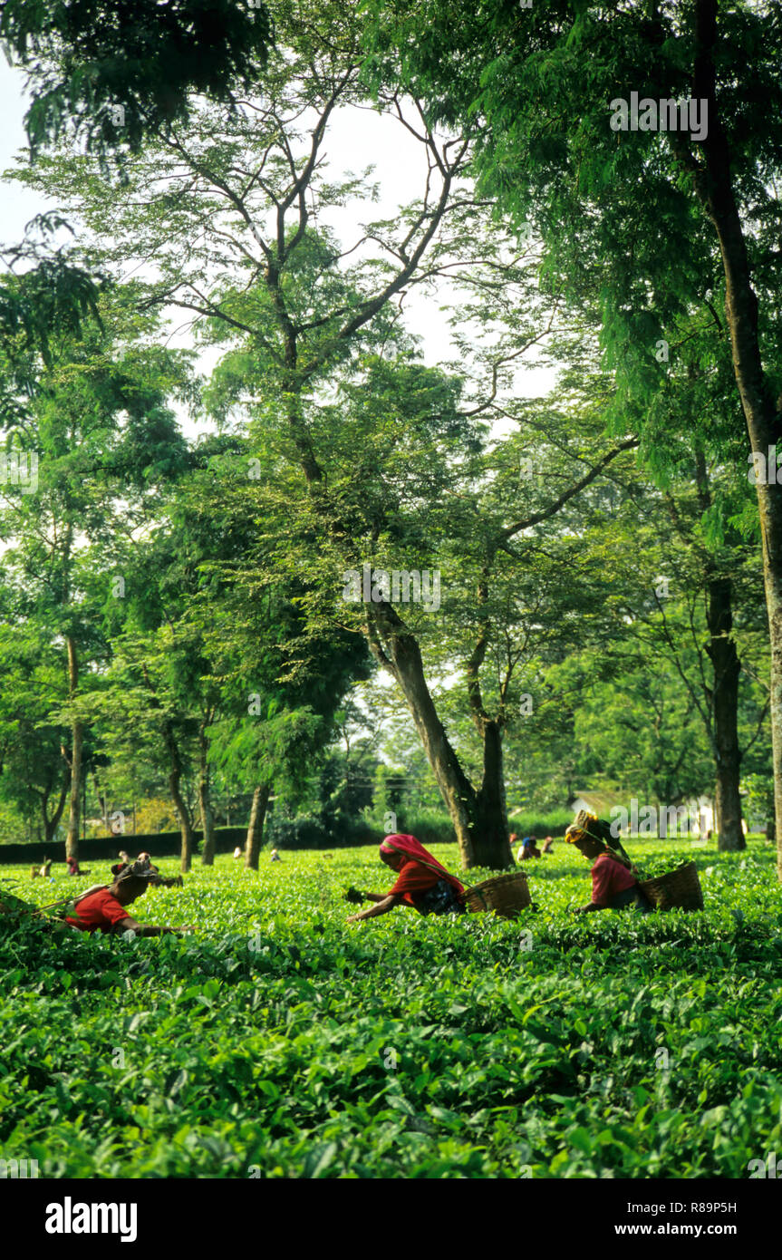 NGS-11512 : Tea Plantations at Assam , India Stock Photo - Alamy