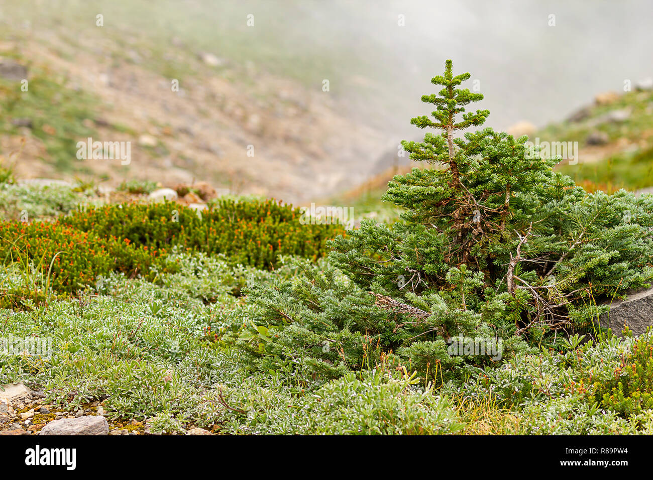 new tree growing on high alpine meadow Stock Photo - Alamy
