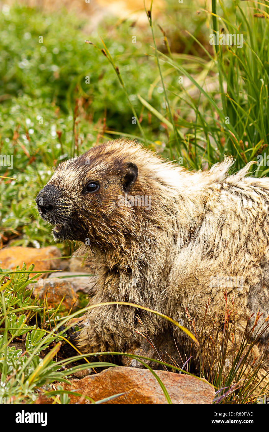 Marmot looking face close up hi-res stock photography and images - Alamy