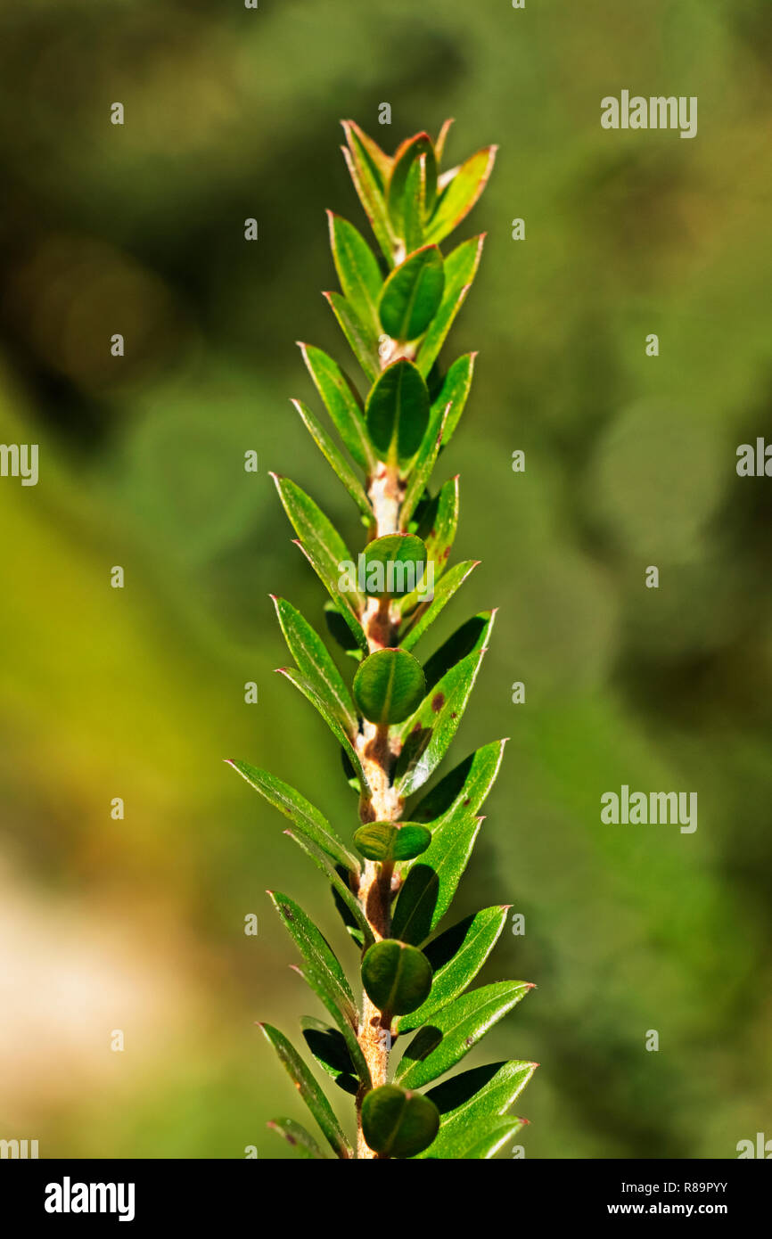 Fantastic branch of myrtle in a sunny day , beautiful ovate leaves ...