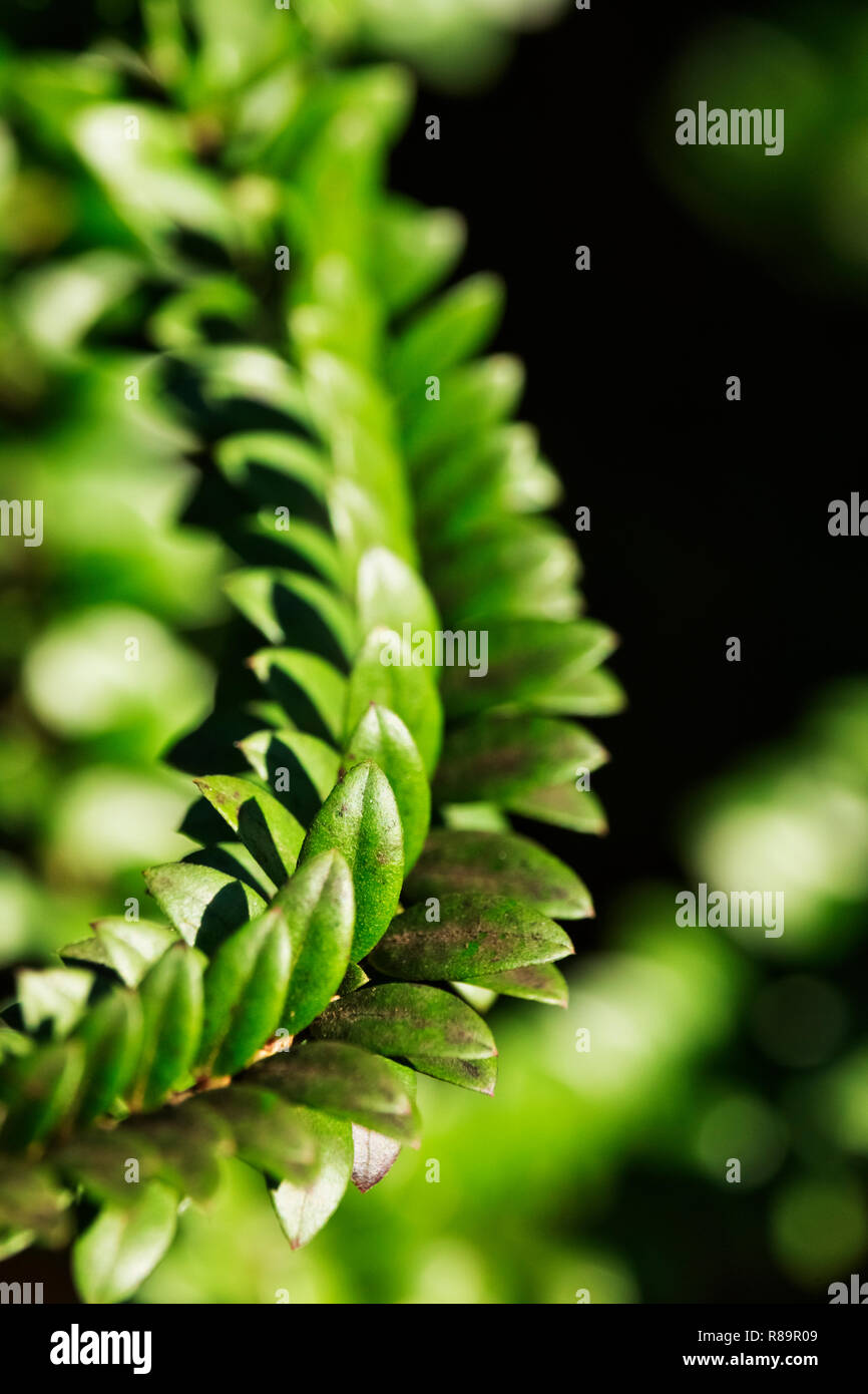 Ovate leaves hi-res stock photography and images - Alamy