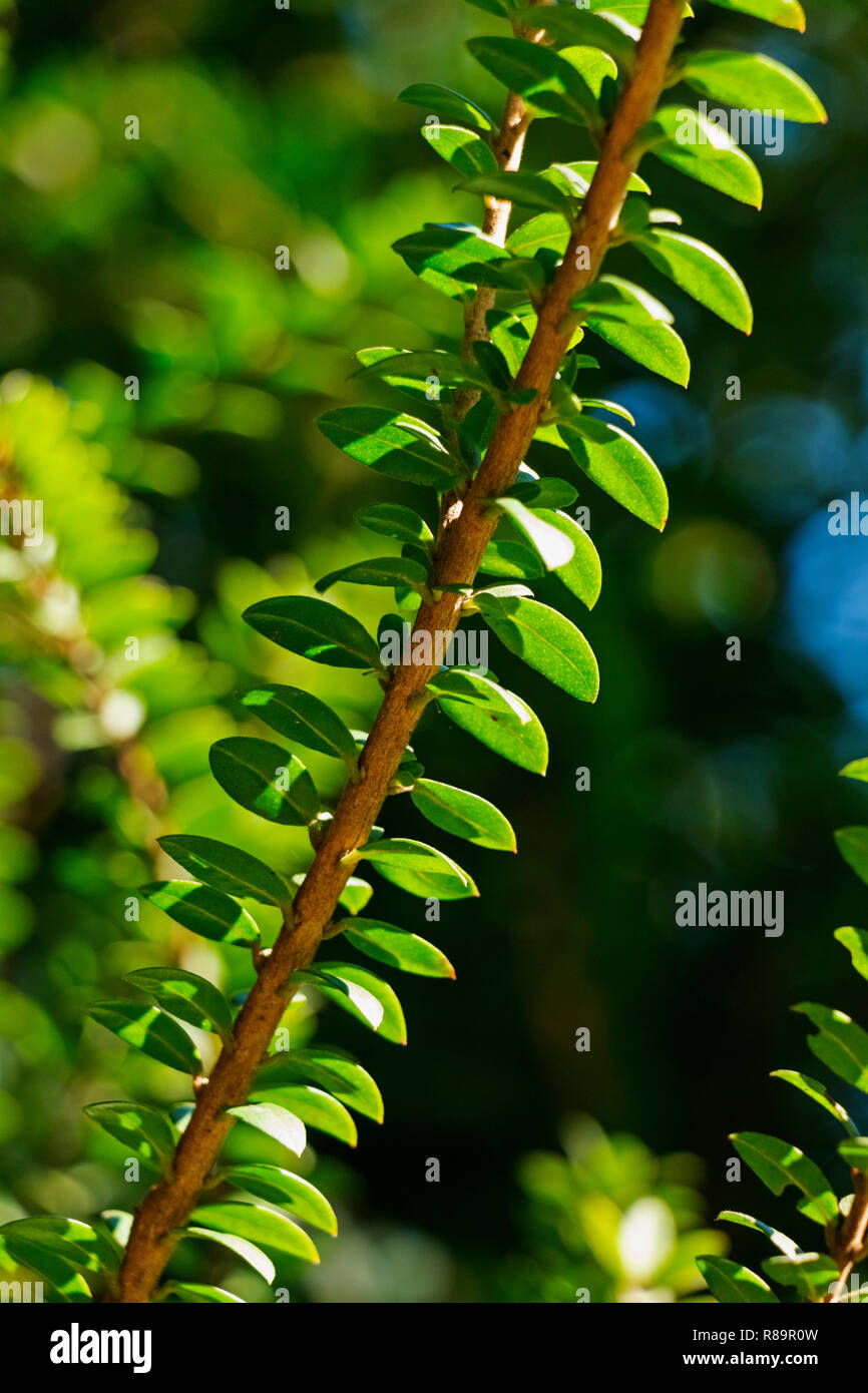 Ovate leaves hi-res stock photography and images - Alamy