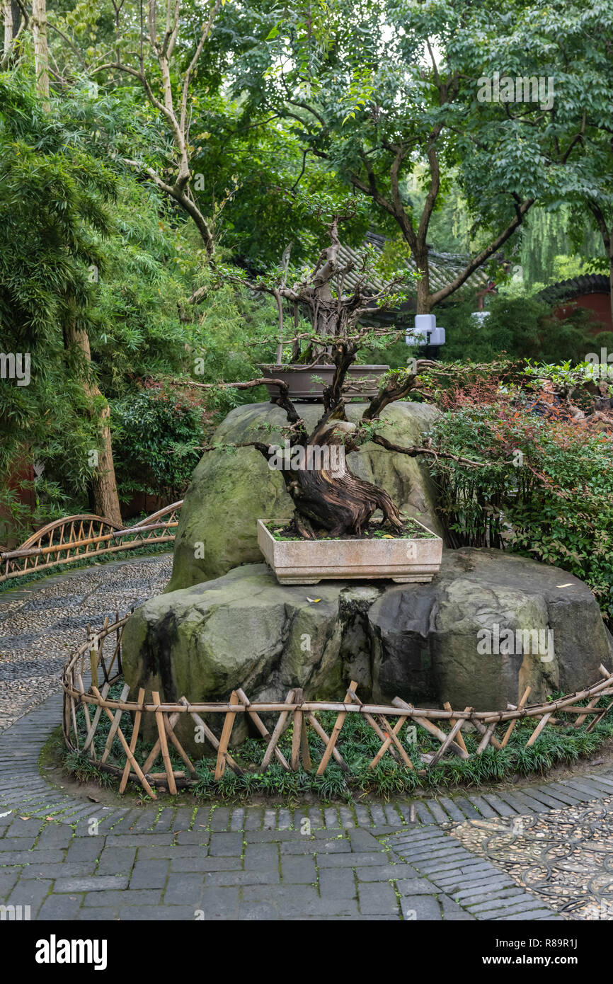 Bonsai tree -Wuhou Temple, Chengdu, China Stock Photo - Alamy