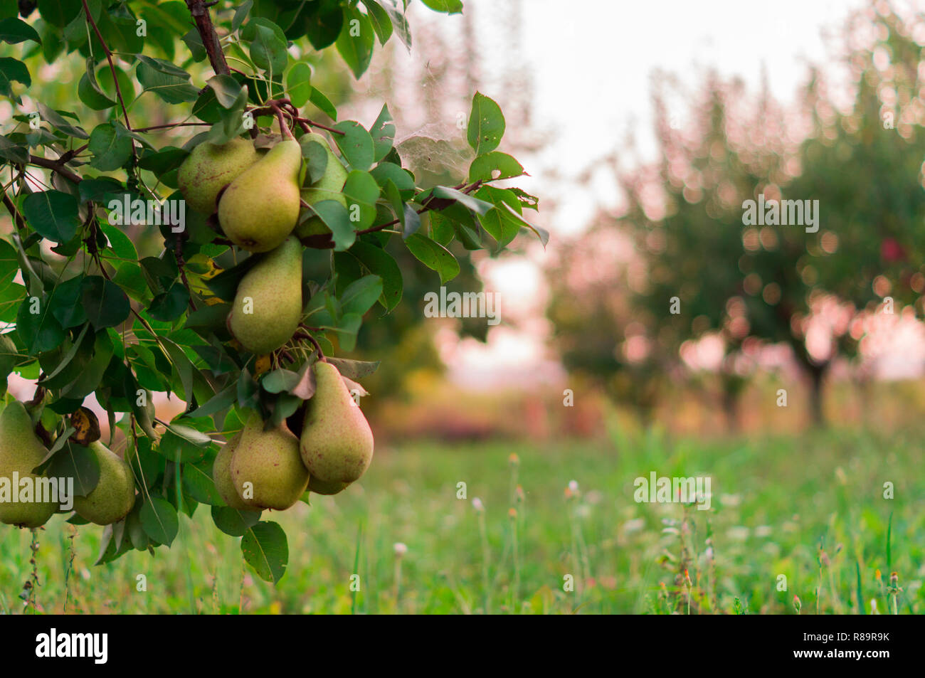 Pear fruit garden with grown sweet green pears Stock Photo - Alamy