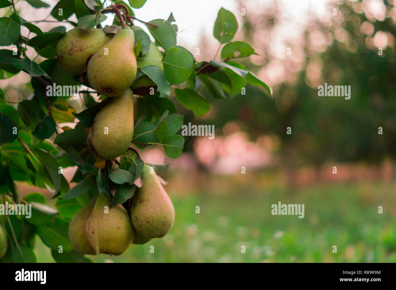 Pear fruit garden with grown sweet green pears Stock Photo - Alamy