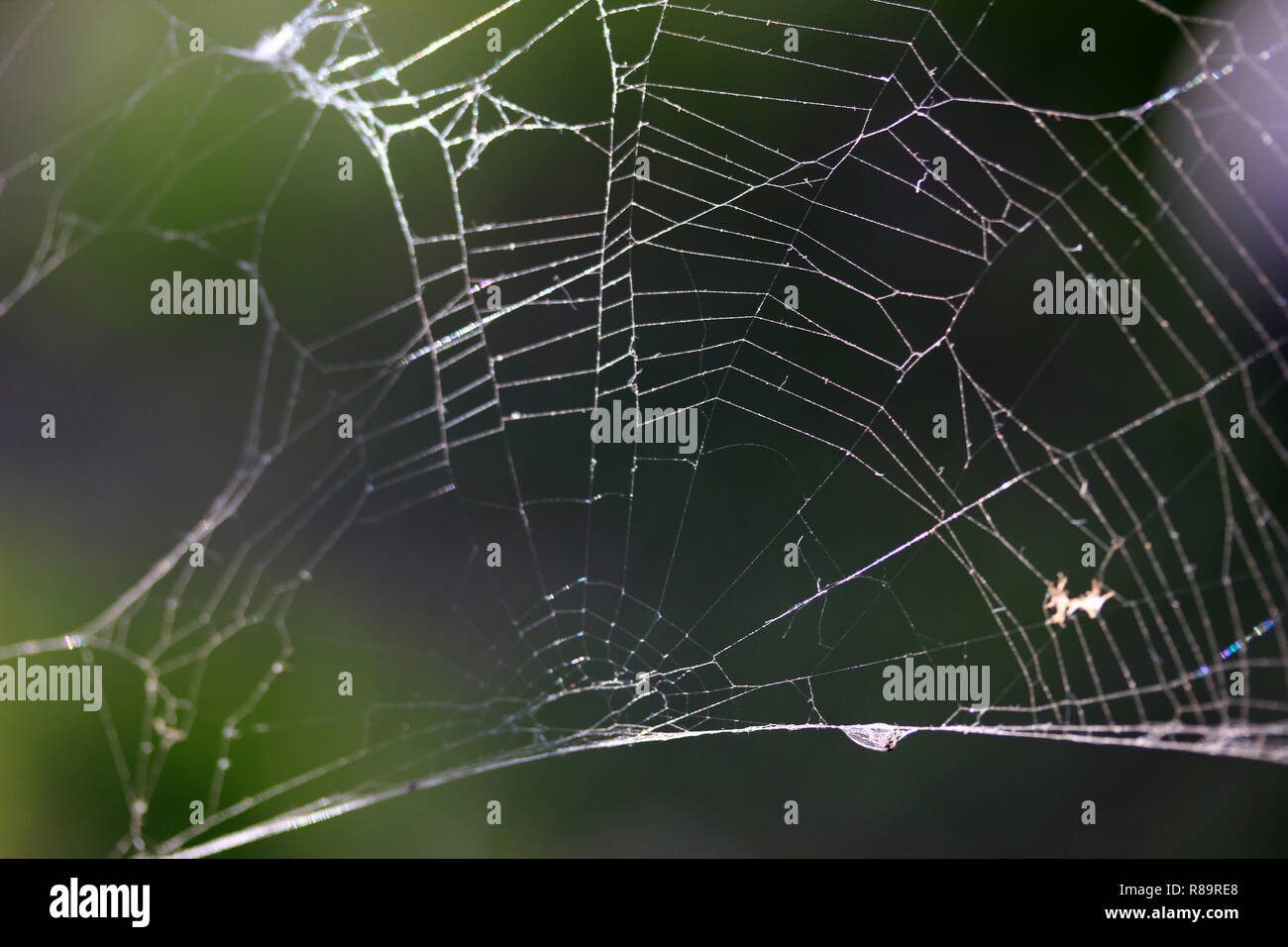 abstract spider web background Stock Photo - Alamy