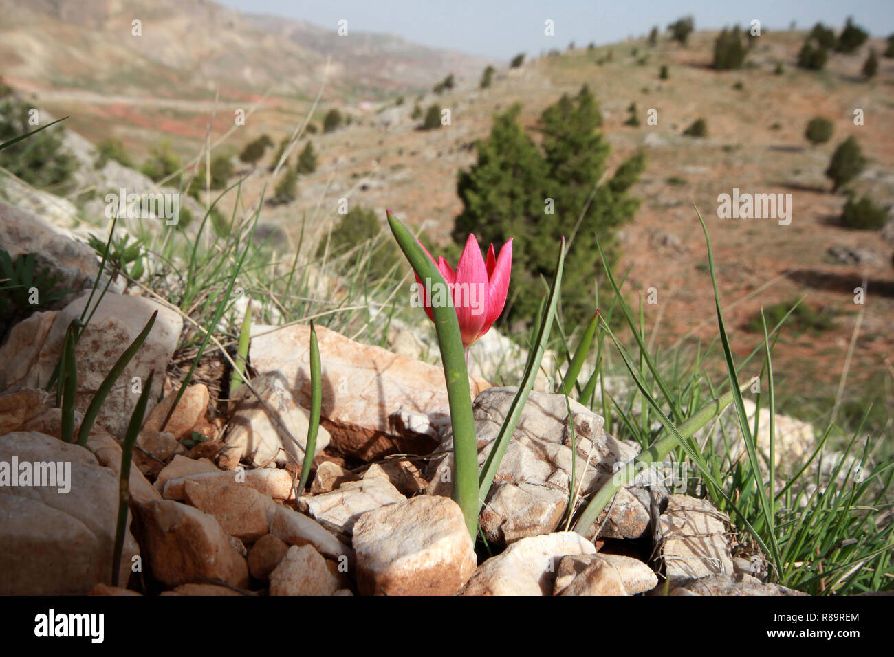 Tulip time lapse hi-res stock photography and images - Alamy
