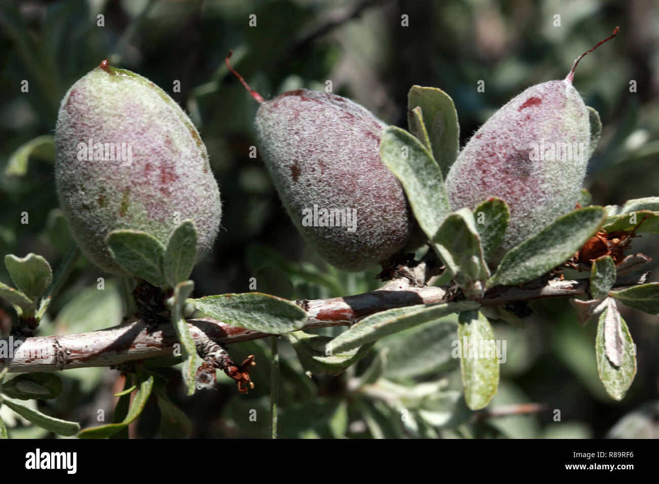 Almonds on a tree Stock Photo - Alamy