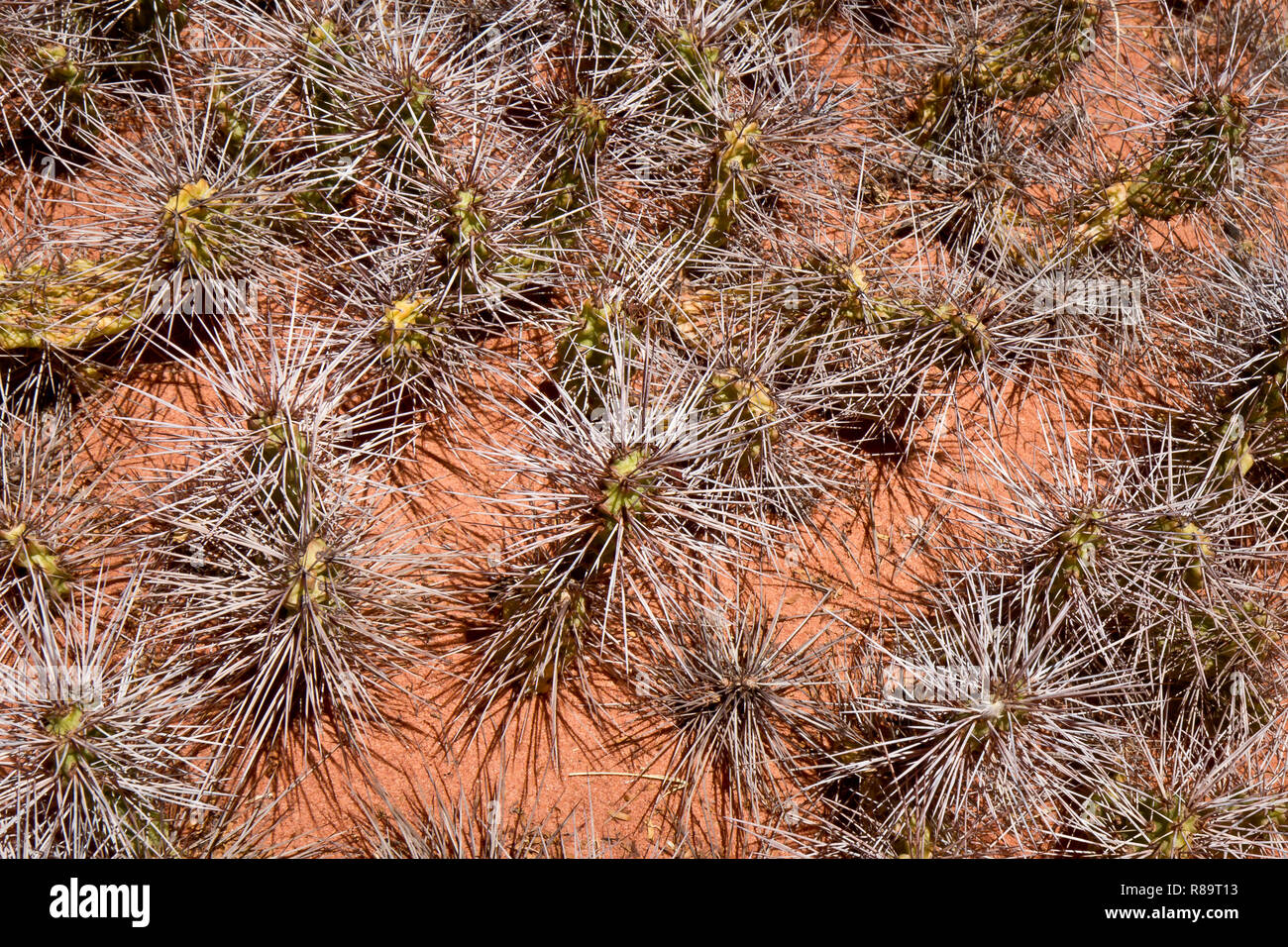Spiny desert hi-res stock photography and images - Alamy