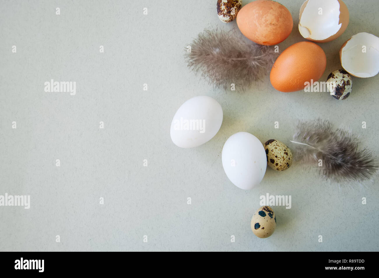 Quail and hen eggs on a gray background. Top view Stock Photo - Alamy