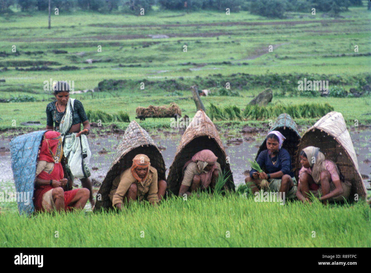 Women working in Fields Stock Photo - Alamy