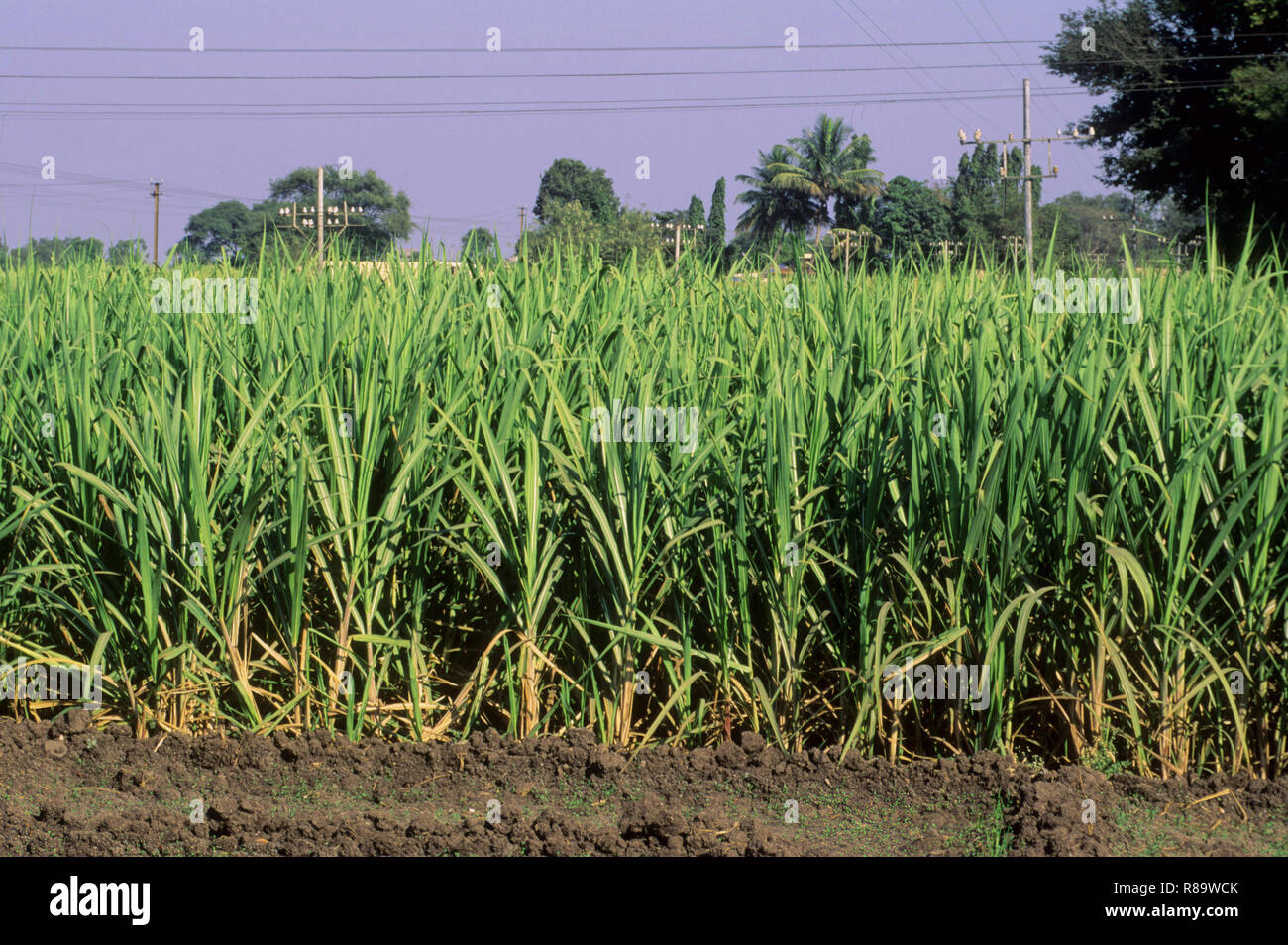 Sugar Cane Crops, Pune, Maharashtra, India Stock Photo - Alamy