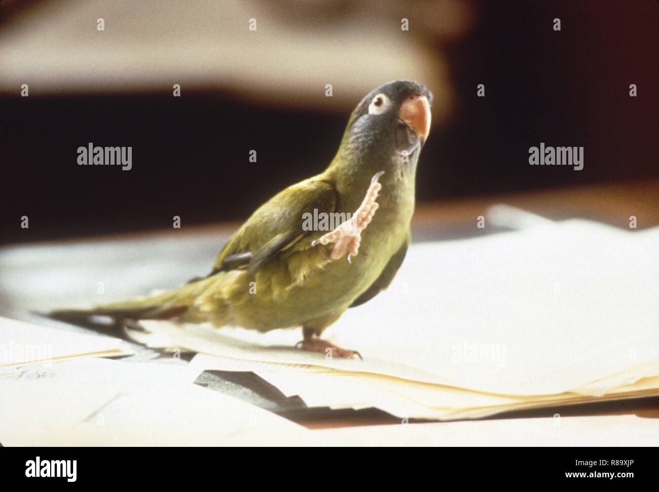 Paulie Year : 1998 USA Director : John Roberts Stock Photo - Alamy