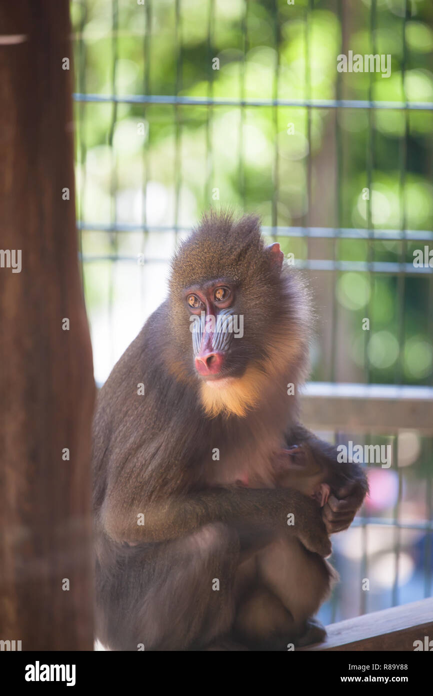 Mandrill sitting on a tree taking care of a baby. Concept of mother and ...