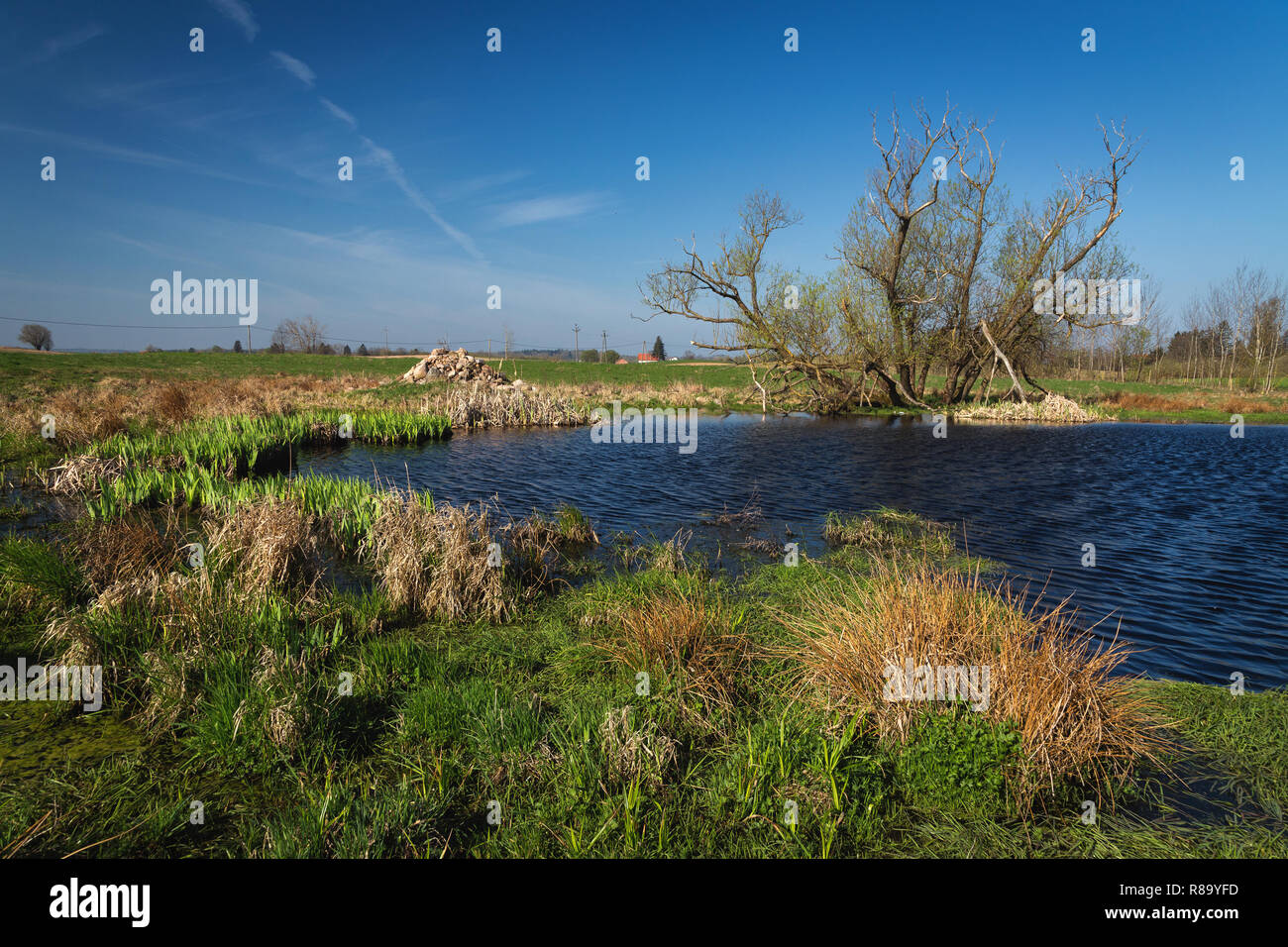 Countryside landscape, spring time in Poland. Small pond among on the ...