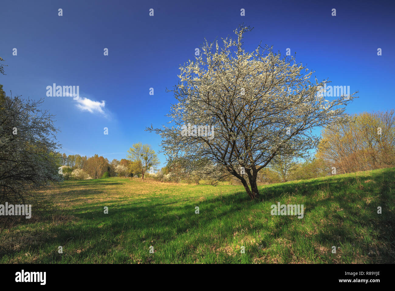 Countryside landscape, spring time in Poland. Flowering tree Stock ...
