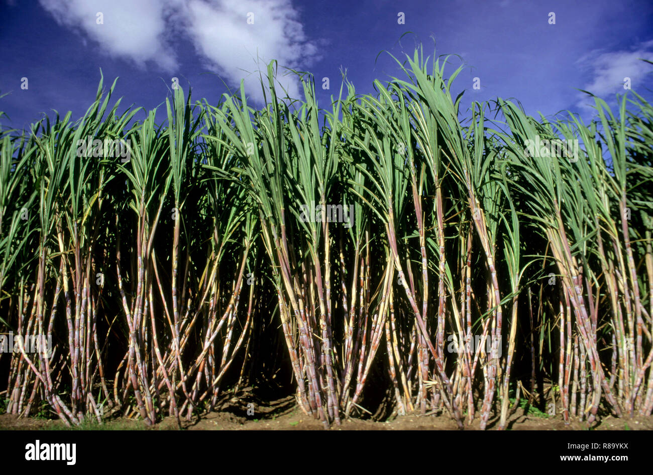 Prepare Sugarcane Field Stock Photo Alamy, 43% OFF