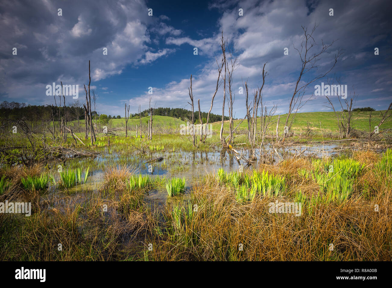 Countryside landscape, spring time in Poland Stock Photo - Alamy