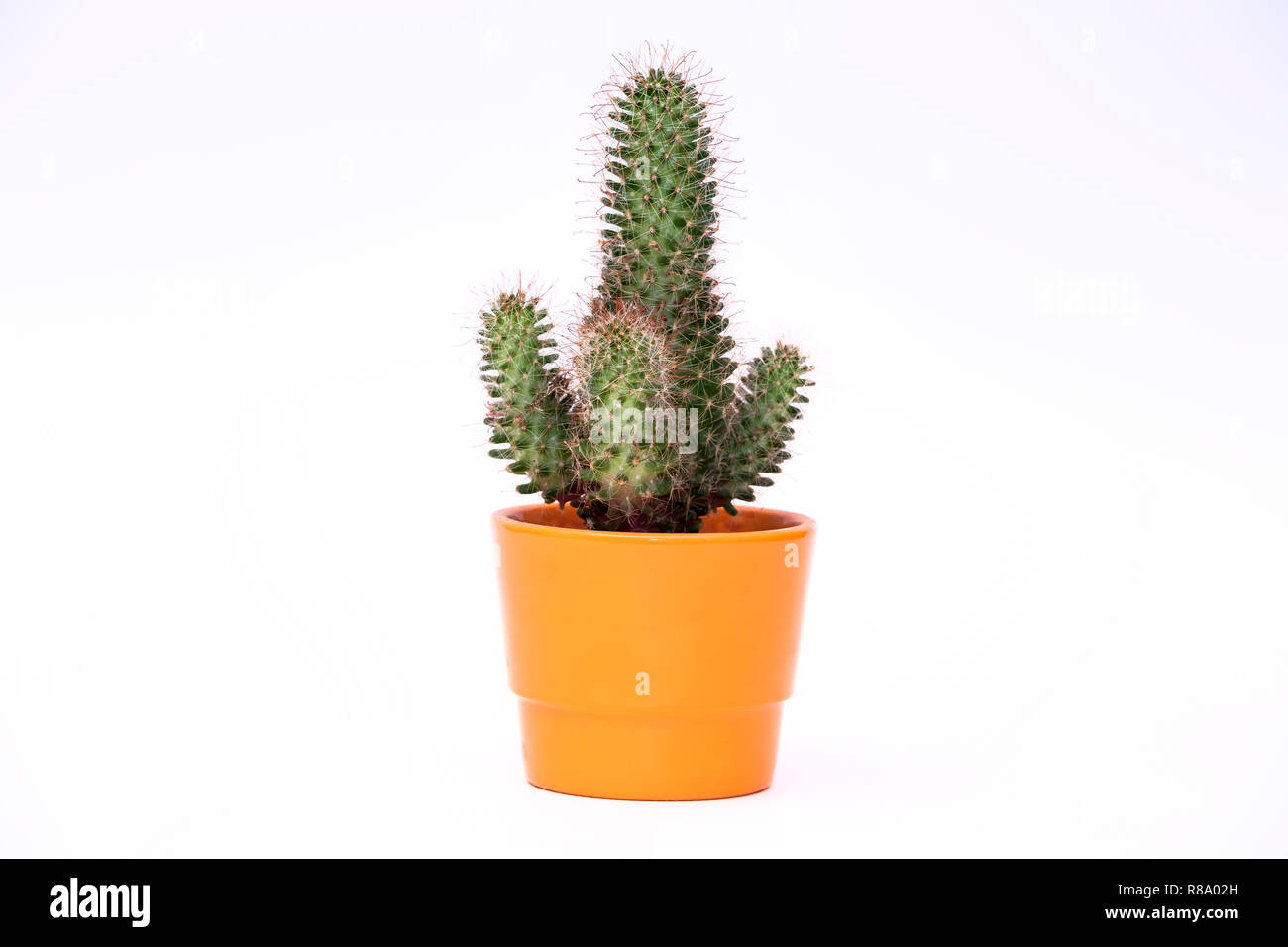 Cactus in orange pot on a white background Stock Photo - Alamy