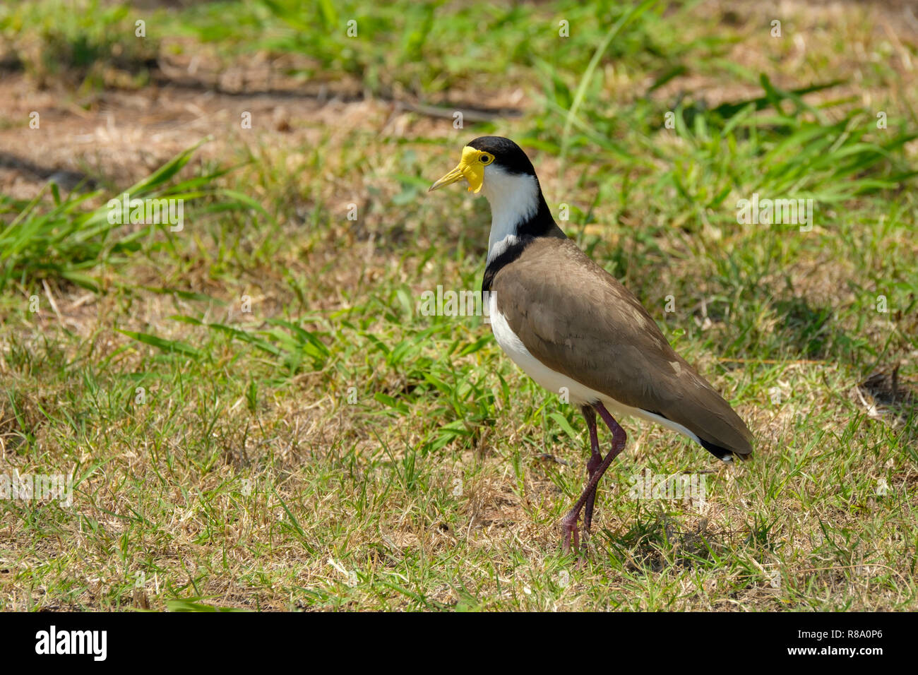 Mask outside birds hi-res stock photography and images - Alamy