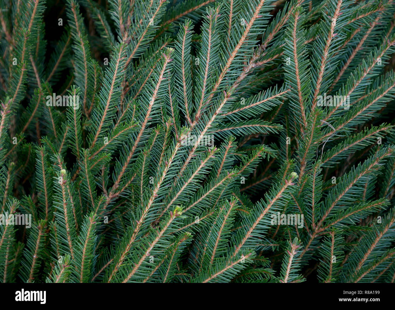 Foliage of Picea abies Stock Photo - Alamy
