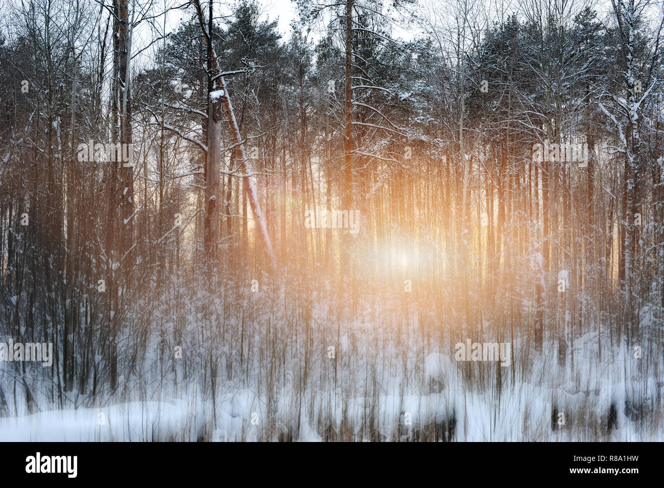 Winter Christmas stage background with copy space. Snow landscape with ...