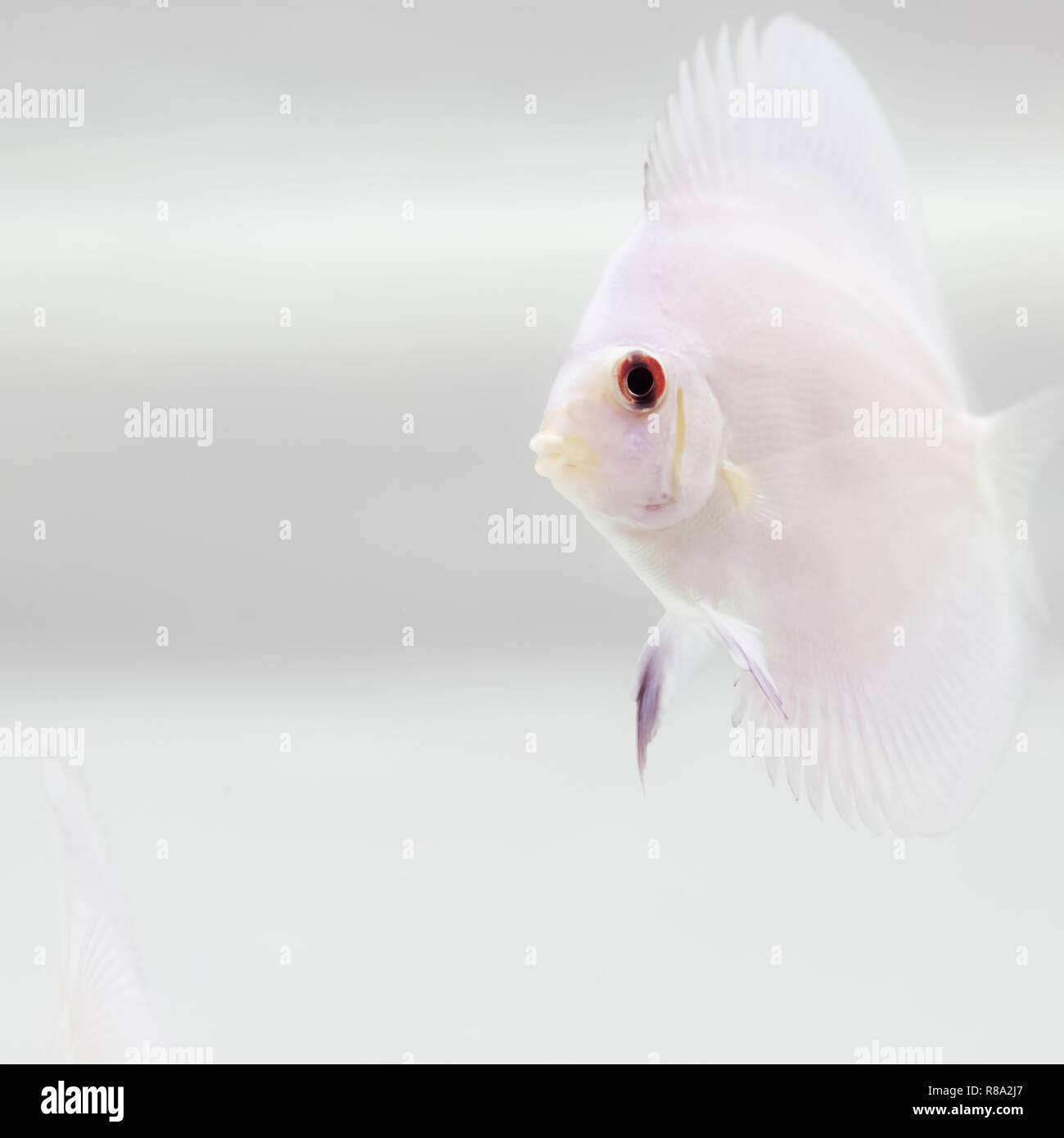 Discus fish portrait hi-res stock photography and images - Alamy