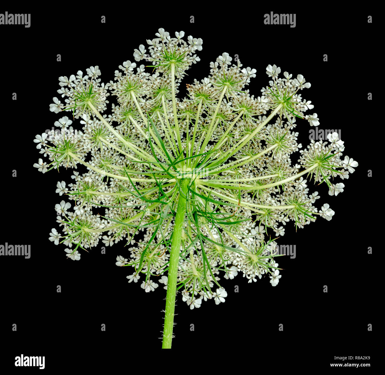 Fractal Structure High Resolution Stock Photography and Images - Alamy