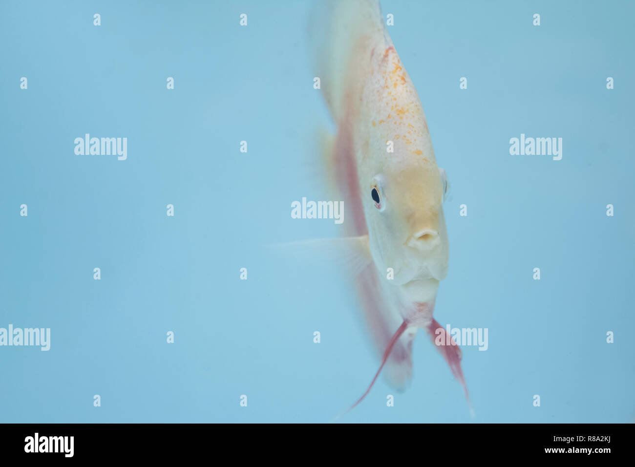 Symphysodon discus hi-res stock photography and images - Alamy