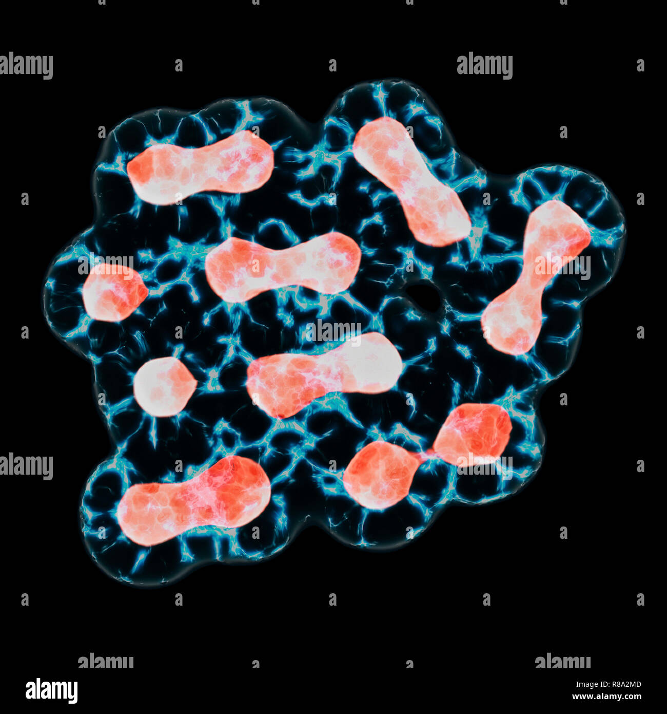 Mitosis, The Process Of Cell Division And Multiplication. Medicine ...