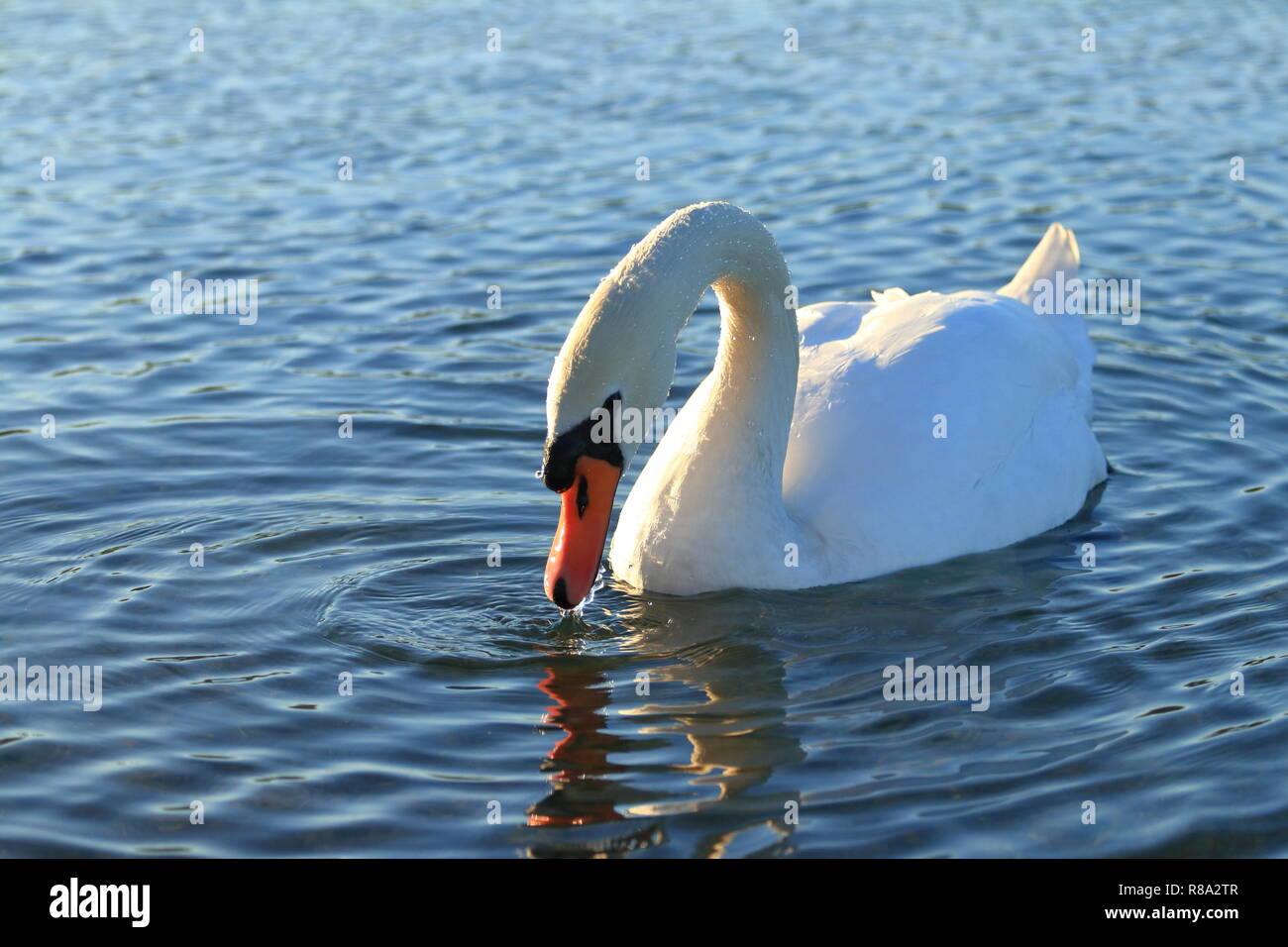 Swan on lake Stock Photo - Alamy
