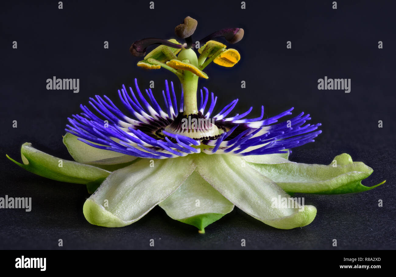 Detailed colorful flower macro of a single isolated blooming passion ...