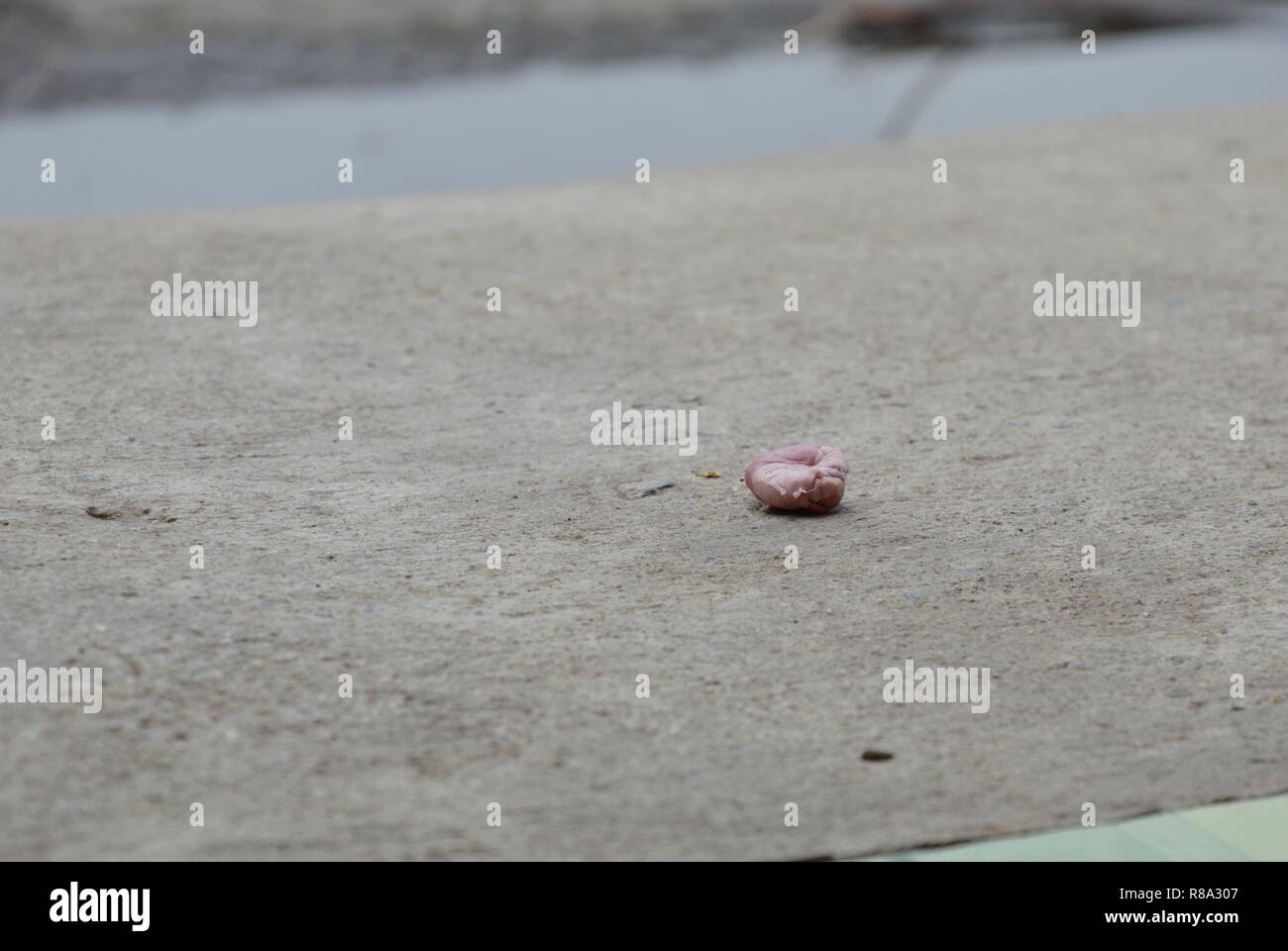 gum scrap split by someone bad behavior on cement ground Stock Photo ...