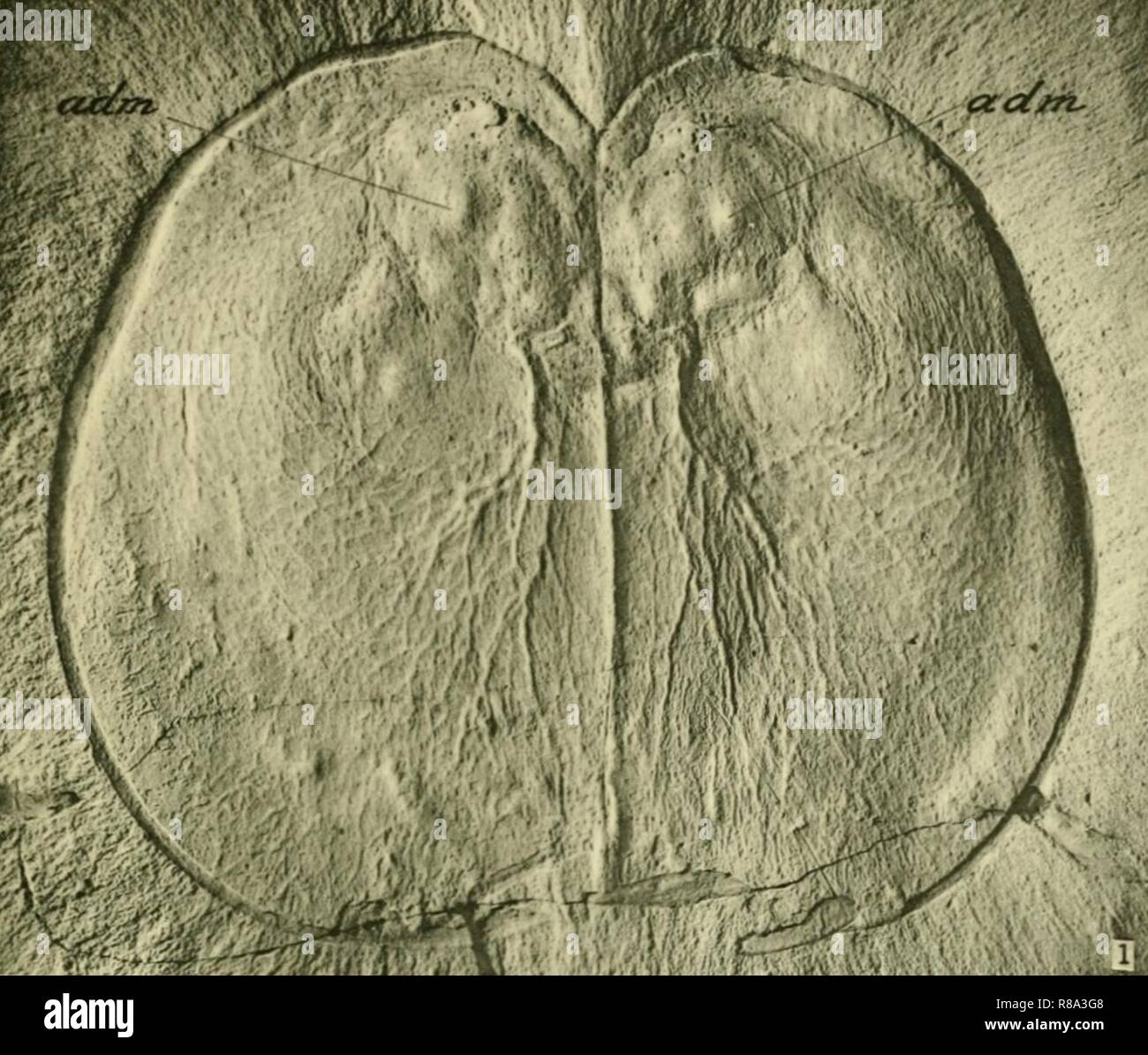 Carnarvonia venosa USNM PAL 57719 Stock Photo - Alamy